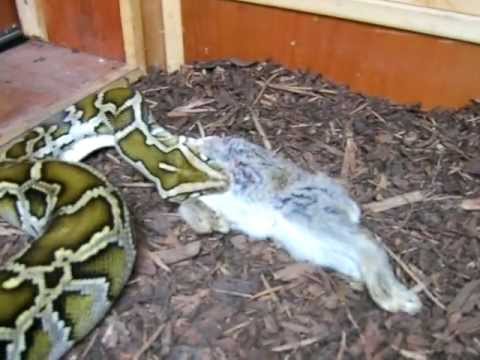 snake eats rabbit - YouTube