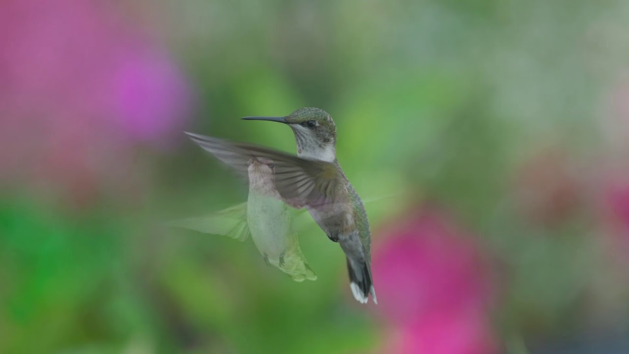 Summer Hummingbirds - YouTube
