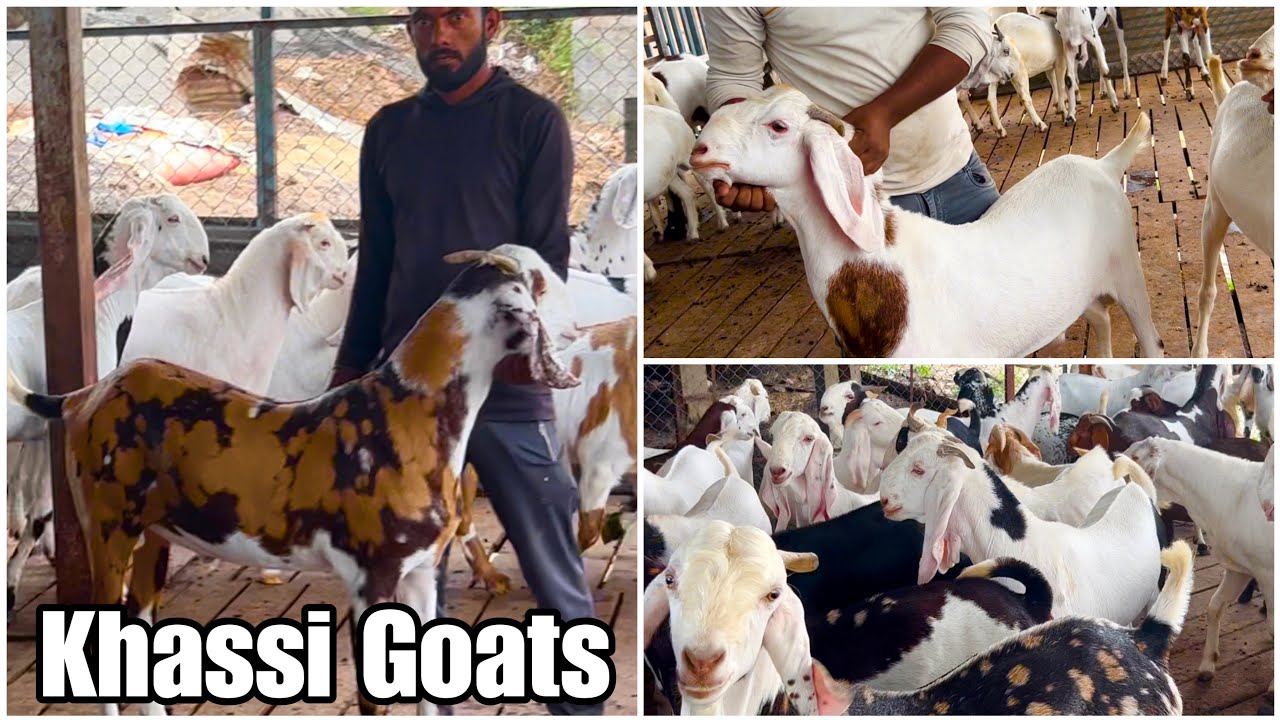 Young Khassi Goats at Poona Goat Farm in Wagholi Pune - YouTube