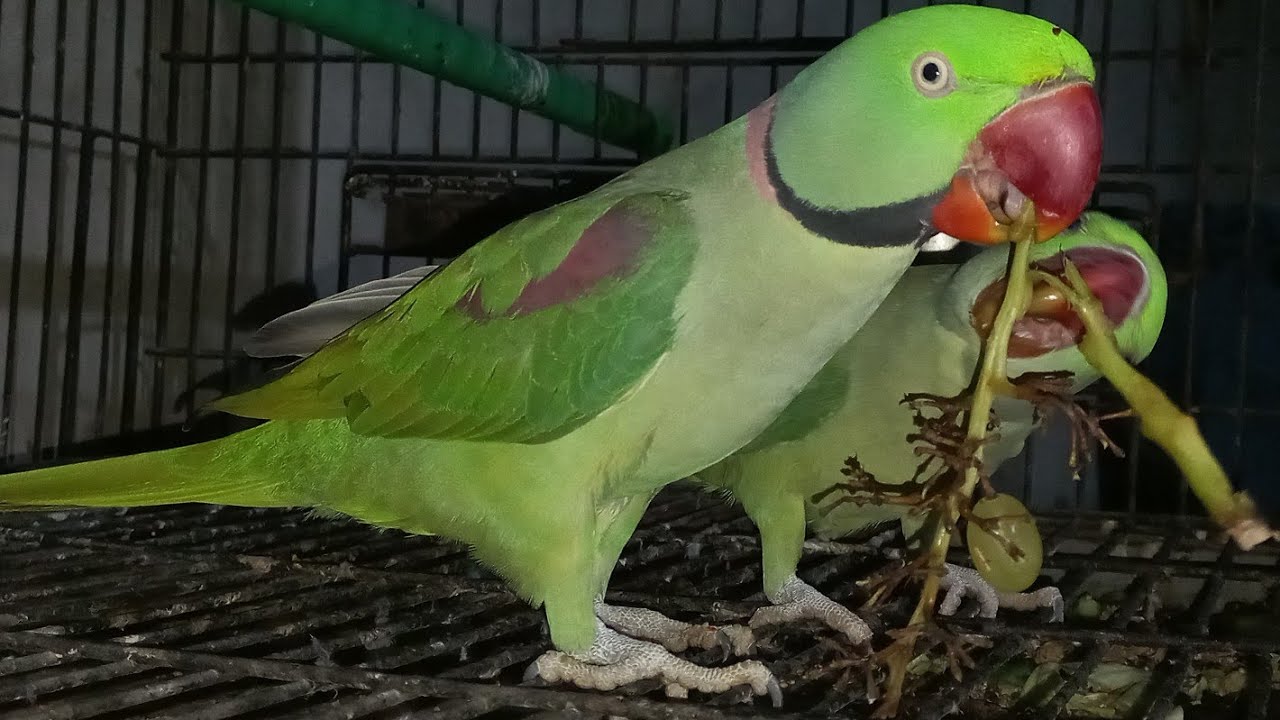 Pakistani Parrots are looking so beautiful at night time - YouTube