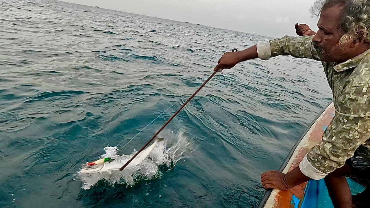 Catching Humpback Red Snapper, Yellowtail Snapper & Blackspot Snapper ...