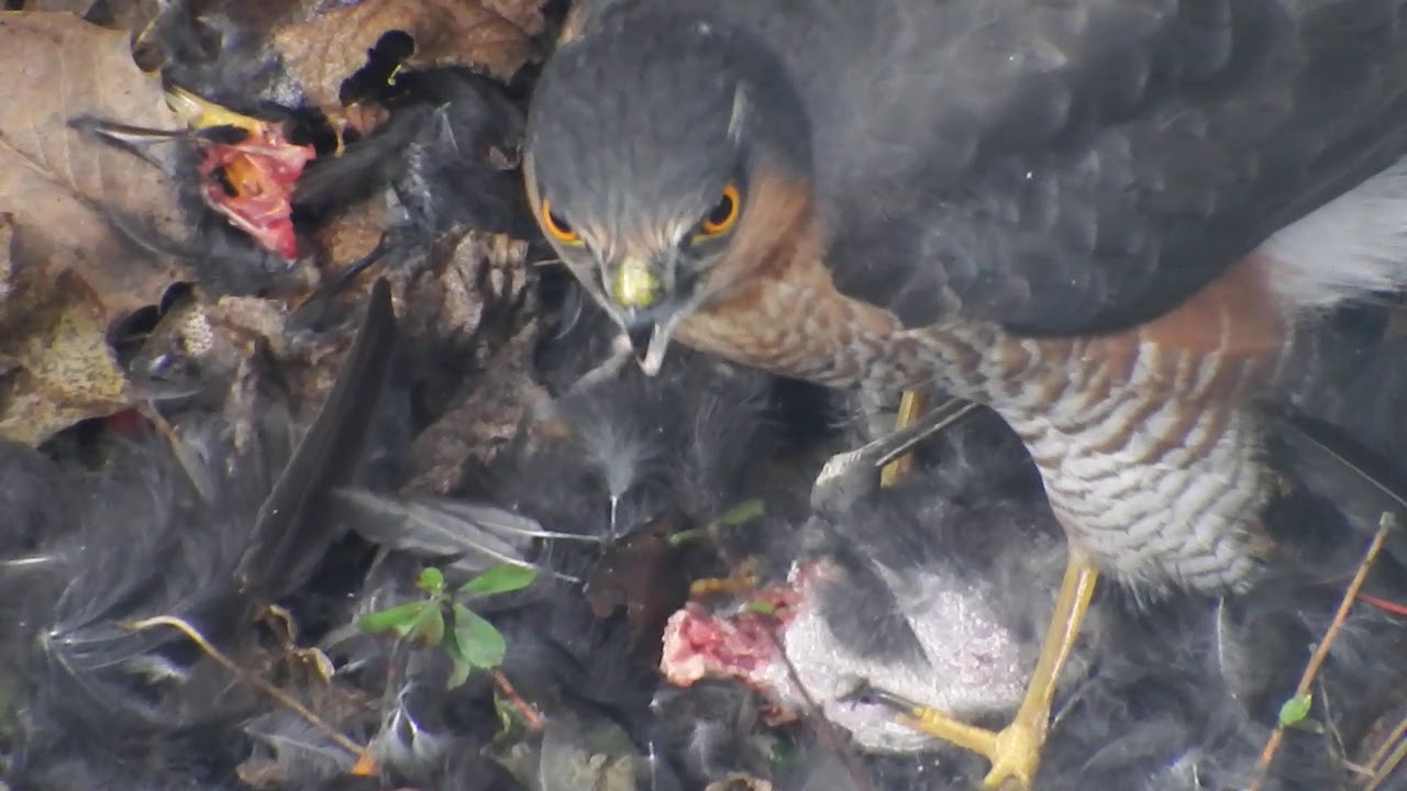 Sparrowhawk eating prey - YouTube