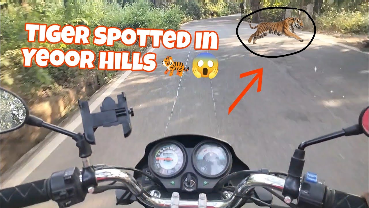 Tiger Spotted In Yeoor Hills 🐅😱 || Yeoor Hills Thane (w) || #motovlog # ...