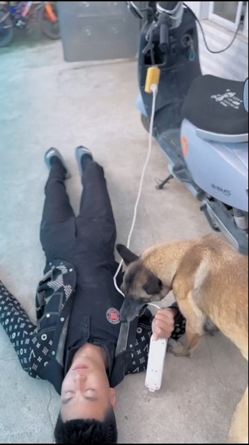 Meet tommy: smart dog saves owner from electric shock #shorts - YouTube