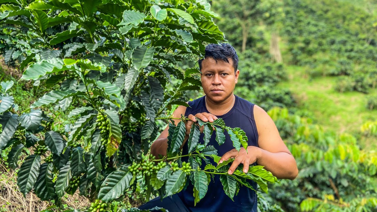 Variedad De Café Con Buena Producción Para Cultivar En Tu Finca “Pacamara” - YouTube