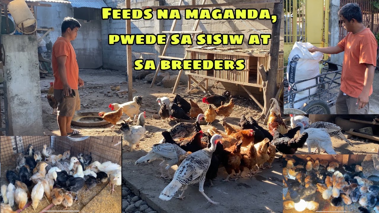 FEEDS NA MAGANDA, PWEDE SA SISIW AT SA BREEDERS | GENSAN CITY - YouTube