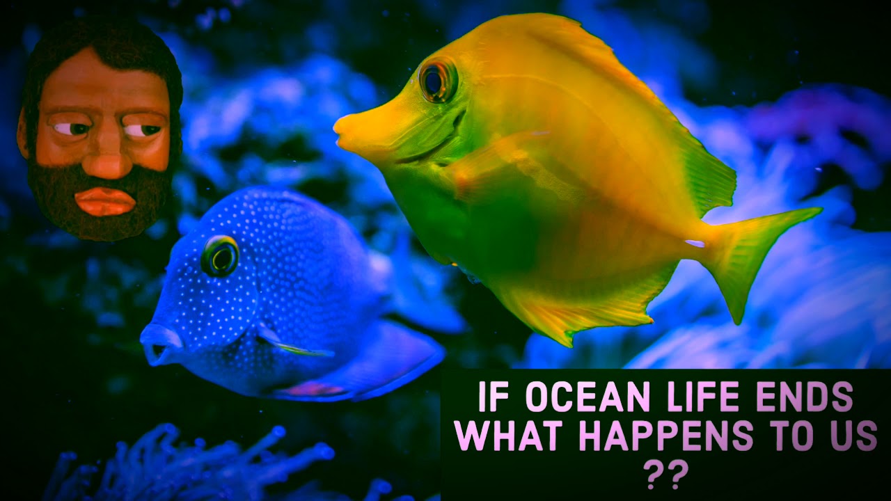 Why is marine life vital for humans - YouTube