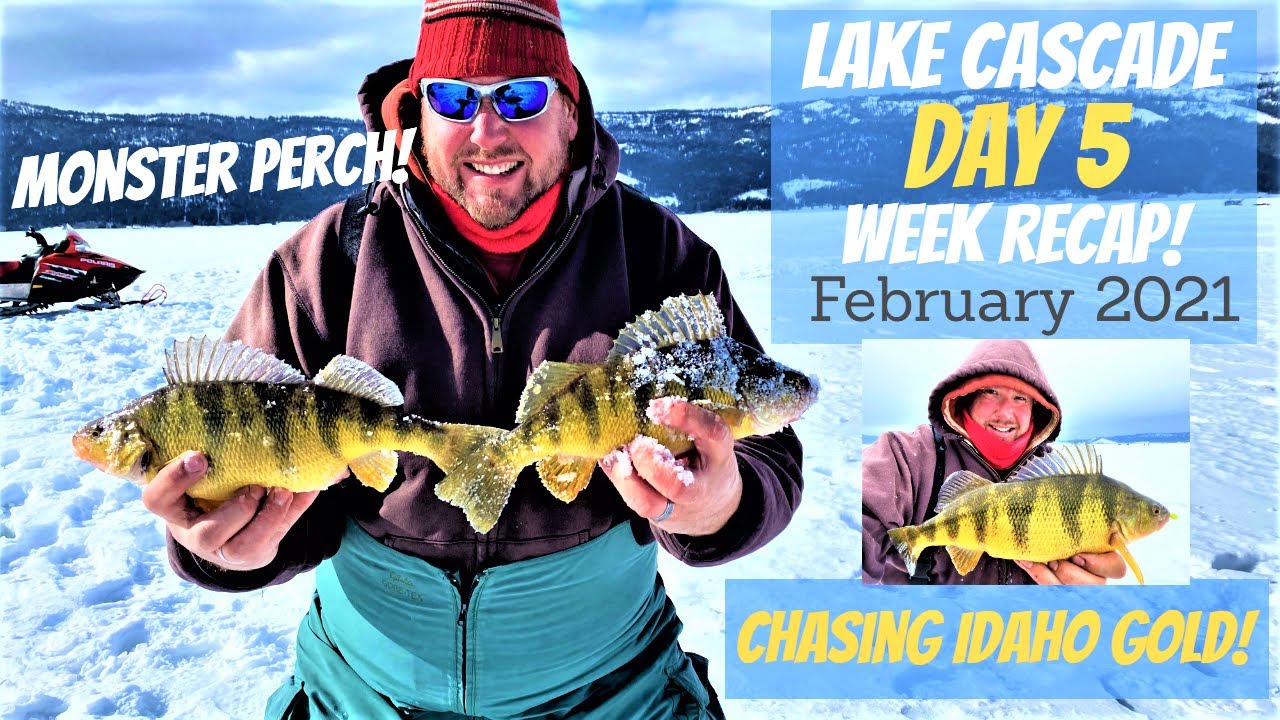 MONSTER PERCH! | Week In Review | Lake Cascade | #icefishing #perch # ...
