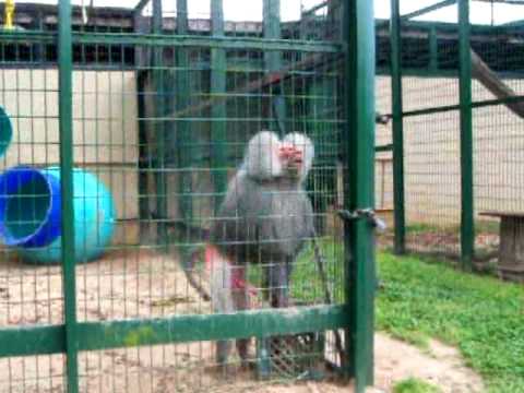 Baboon takes Human Lover!!!! - YouTube