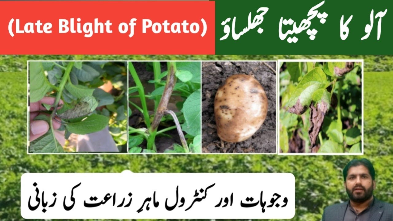 How to control Late Blight of Potato | Potato Diseases | Potato Late ...