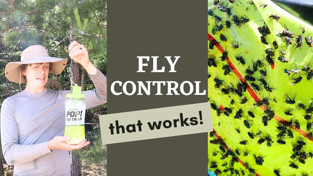 How to get rid of flies | Non-Toxic Fly Control - YouTube