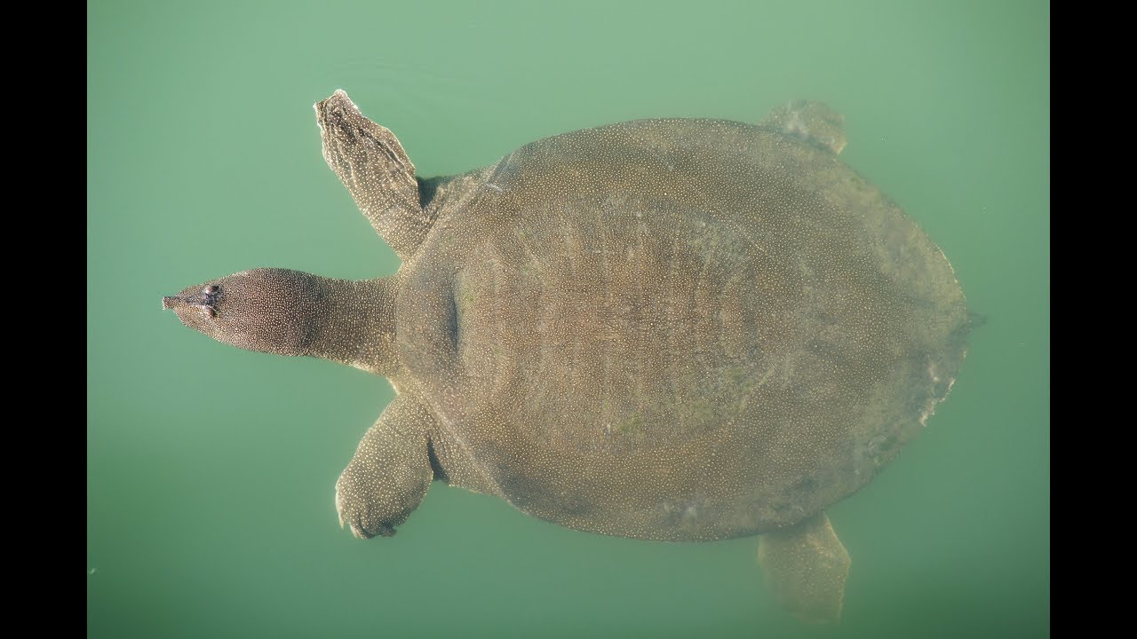 Turkey Side Colakli - african Softshell turtles - YouTube