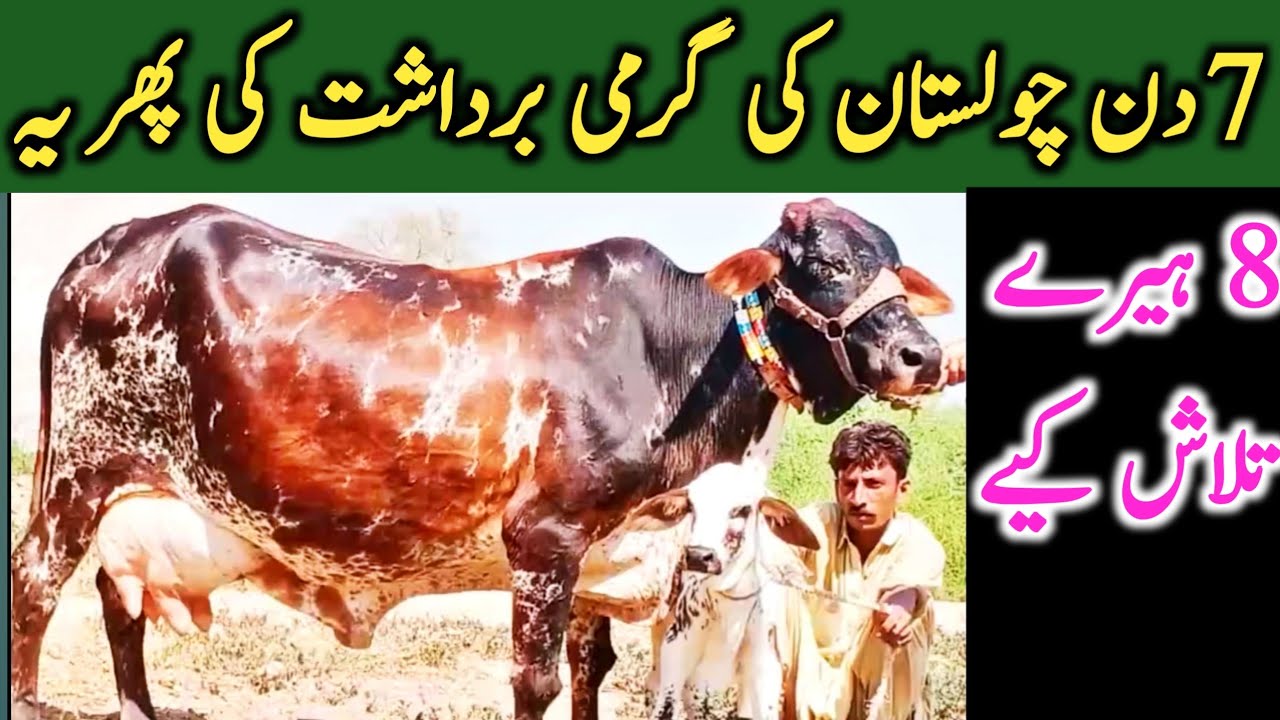 8 Pure Cholistani Sahiwal Cow From Cholistani Desert || Global Village ...