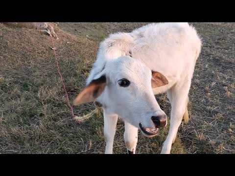 Baby Cow sound | Calf mooing loudly | 2024 - YouTube