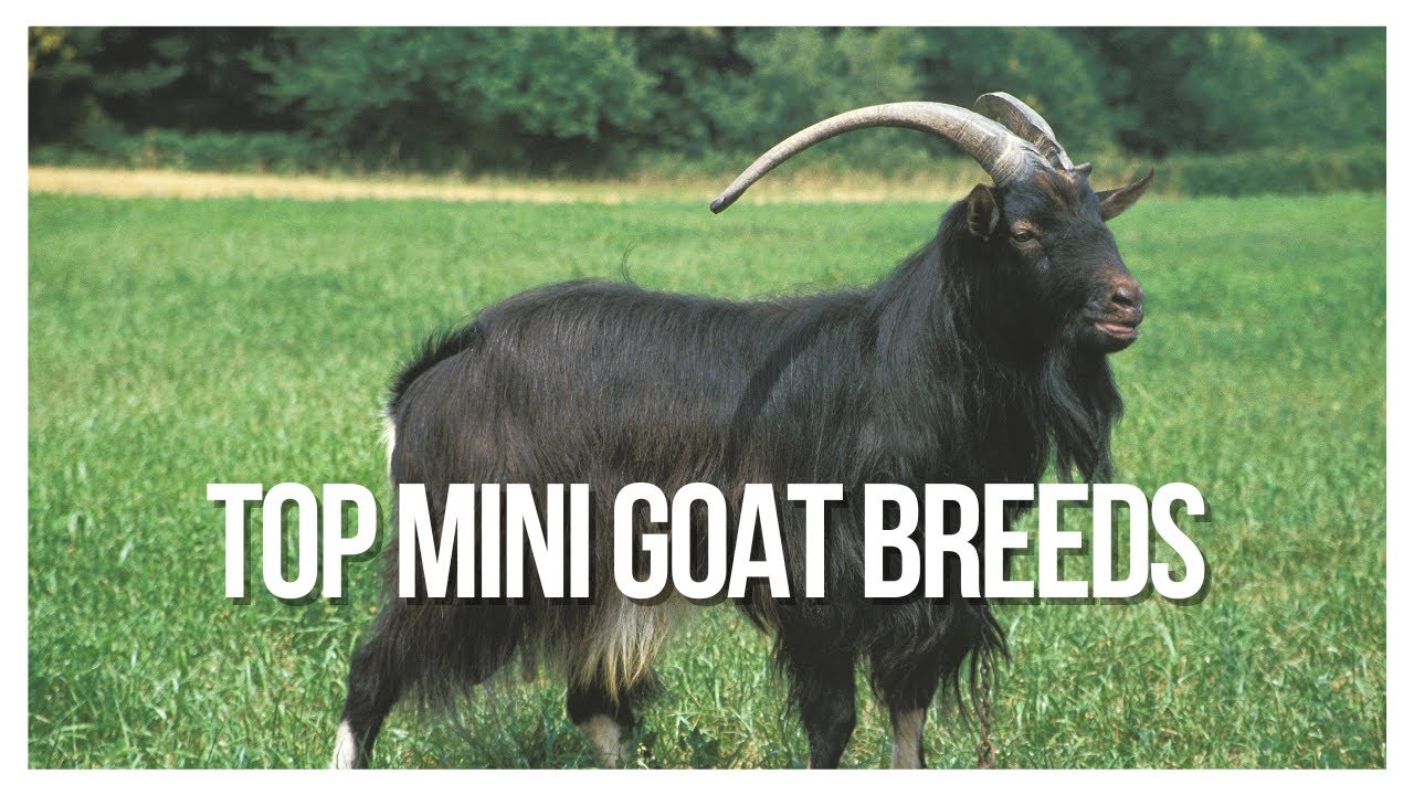 THE BEST SHORT GOAT BREEDS FOR HOMESTEADING - YouTube