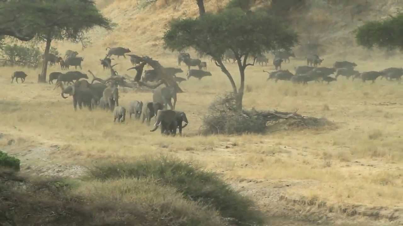 Elephant vs Buffalo - YouTube