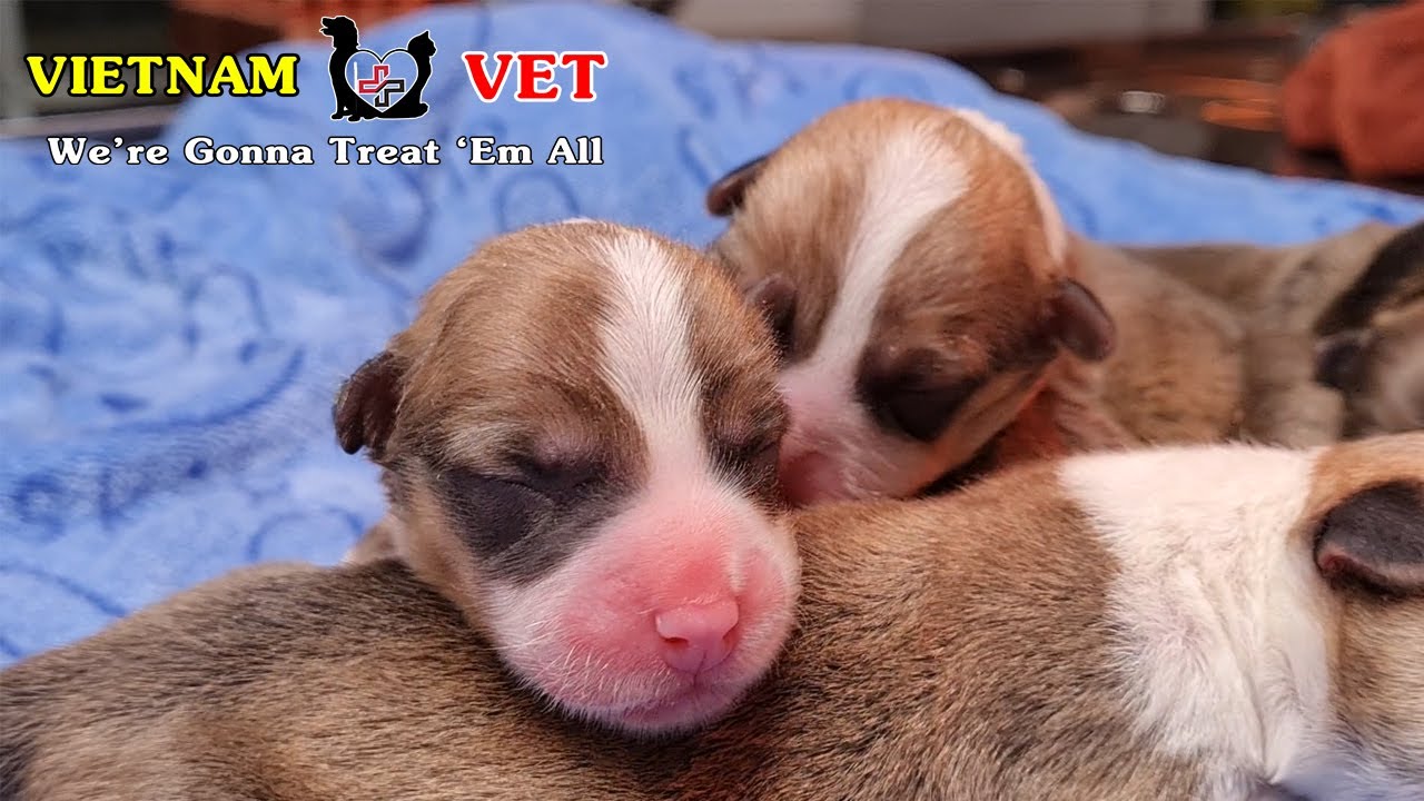 How baby Corgi dog look like – Newborn Puppy at VET | Animal vet clinic ...