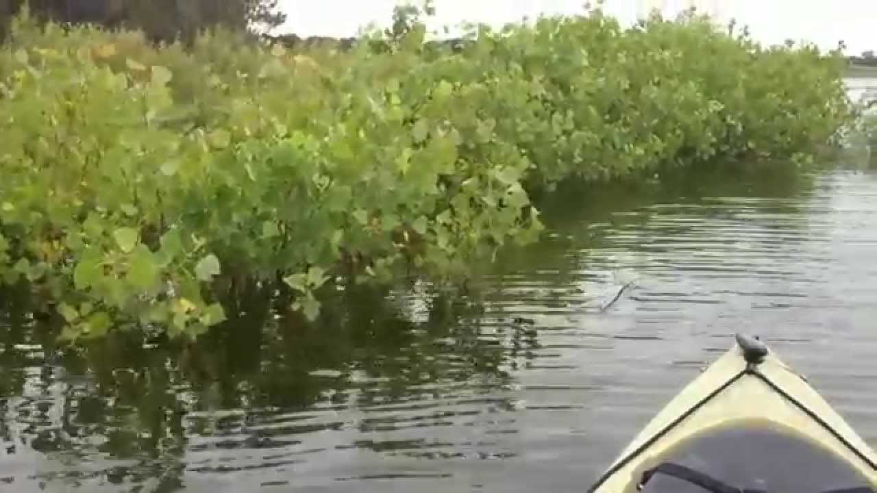 Kayaking at Wheeler Branch Reservoir - YouTube