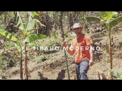 UN DIA NORMAL DEL JIBARO MODERNO EN EL CAMPO - YouTube