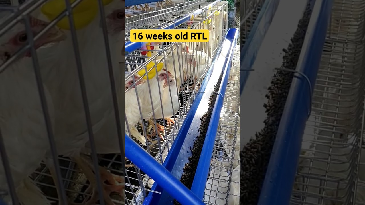 16 weeks old Ready to Lay Chickens #gallimaxgrower #eggbusiness # ...