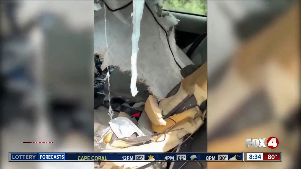Bear destroys car's interior - YouTube