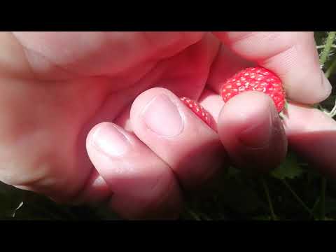 MİRSAMİR AYAZ VE OĞULCANLA  ÇİLEK VE KİRAZ TOPLUYORUZ