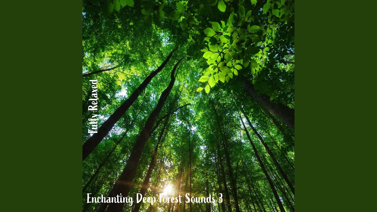 Enchanting Deep Forest Sounds, Pt. 7 - YouTube