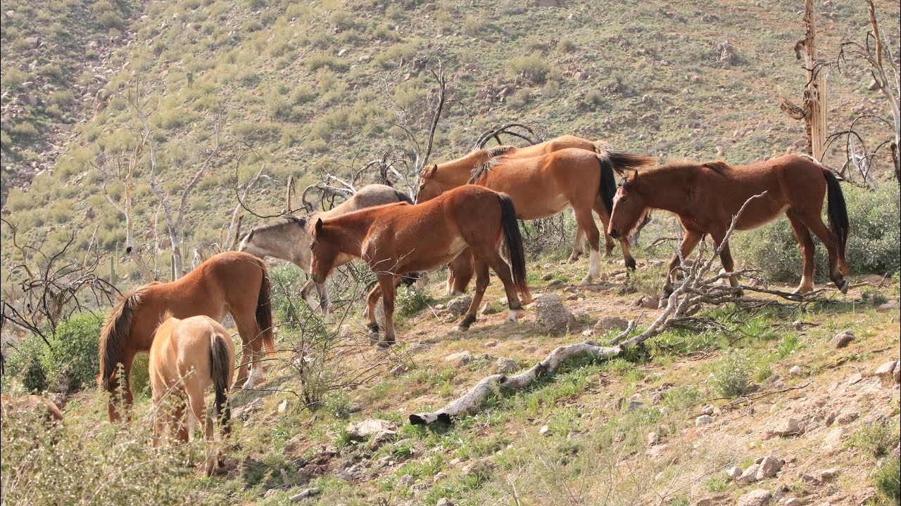 America’s West Beautiful Wild Mustangs Horses Bend - YouTube