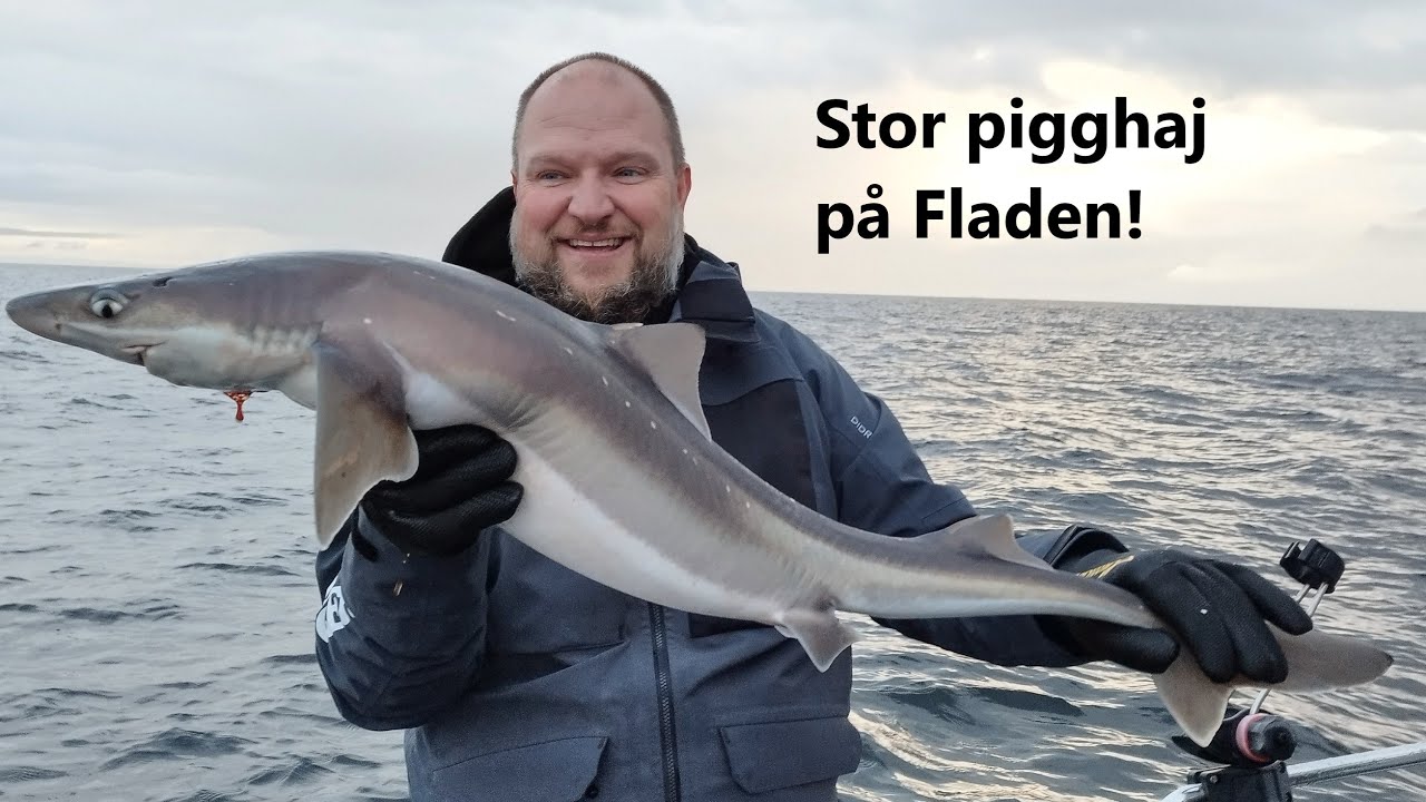 Svenska hajar i mängder! - YouTube