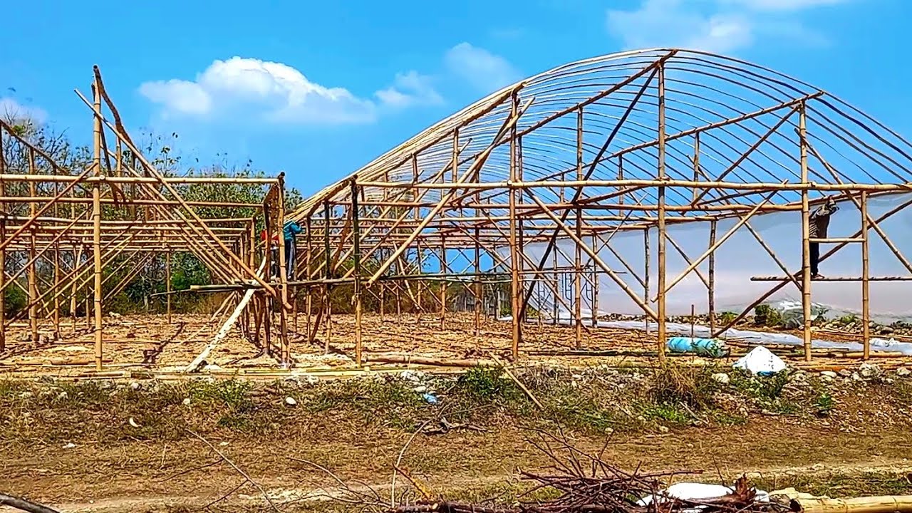 Bambu Greenhouse : Project 600M² Pasang Plastik UV - YouTube