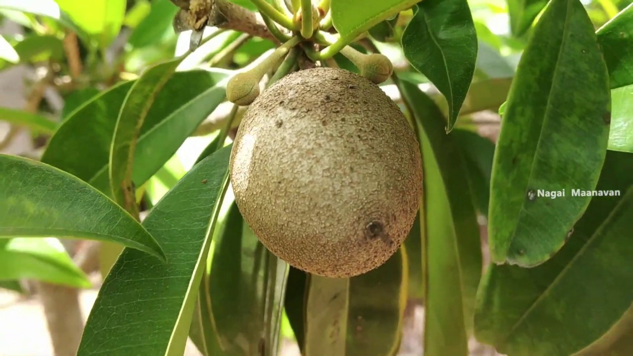 Sapota tree - YouTube