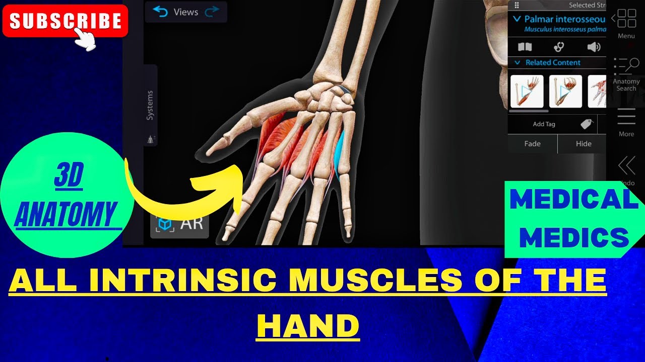 Muscles of the Hand | Intrinsic Muscles of Hand | Thenar & Hypothenar ...