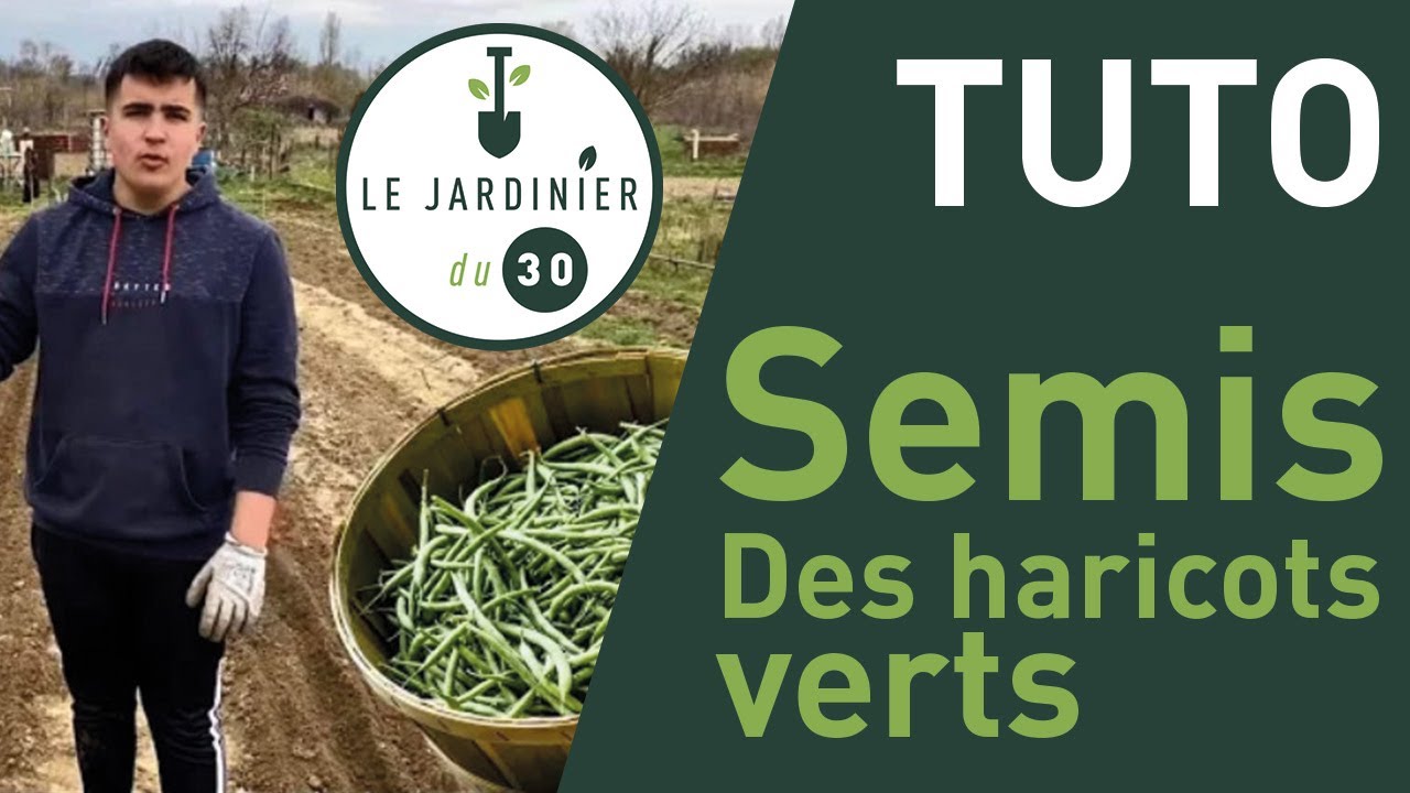 [TUTO] Comment réussir les semis de Haricots Verts ? - YouTube