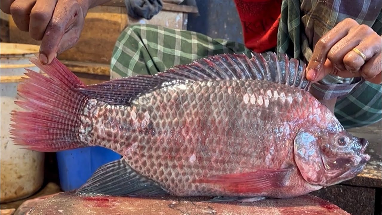 Amazing Big Tilapia & Rohu Fish Cleaning & Chopping By Expert Cutter In ...