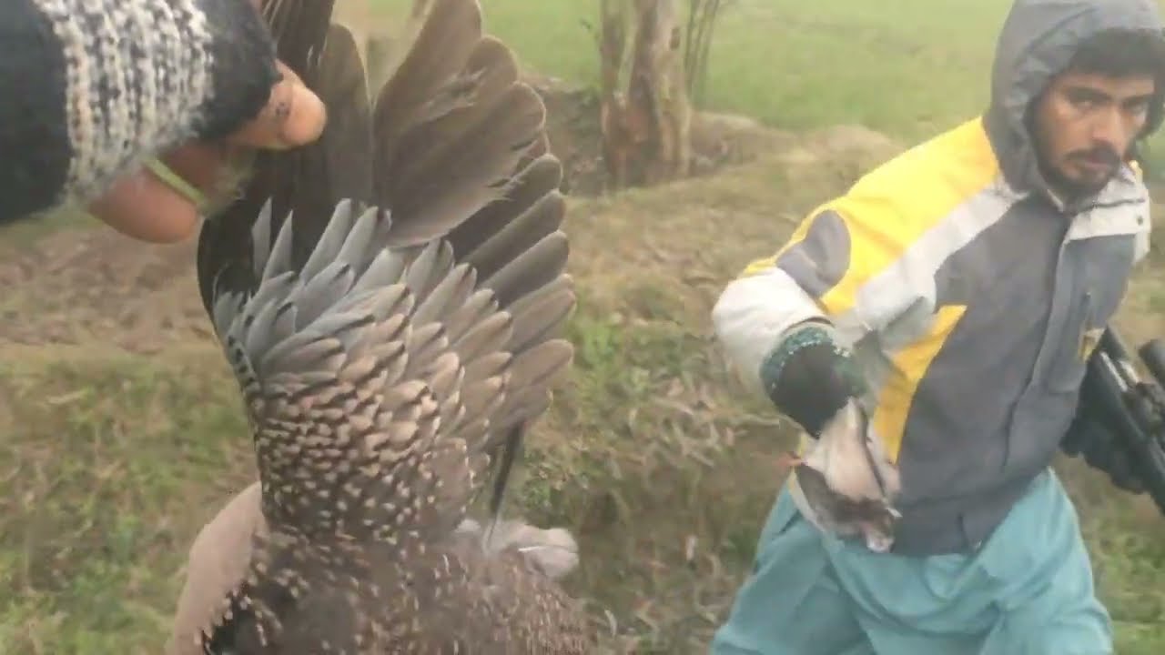 Air gun hunting wild pigeon dove water hen pcp snow peak p35 hunting ...