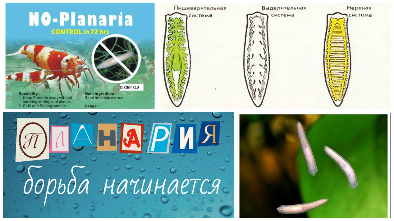 Планария в аквариуме. Борьба с планарией препаратом "No planaria" 1 ...