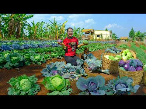 Harvest Homegrown Purple Cabbage And Green Cabbage To Sell At The Market – Cook, Garden, Daily Life