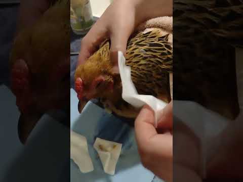 Is Antibiotic Needed For Infection In Chickens Ear