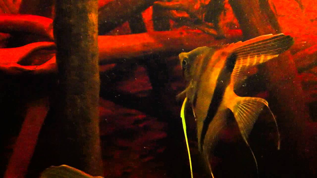 red back angelfish f1 manacapuru - YouTube