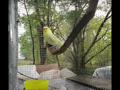 Female Budgie/Parakeet Flock Calling - YouTube