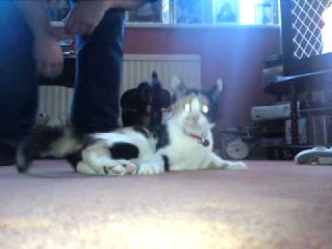 dozey star the cat - YouTube