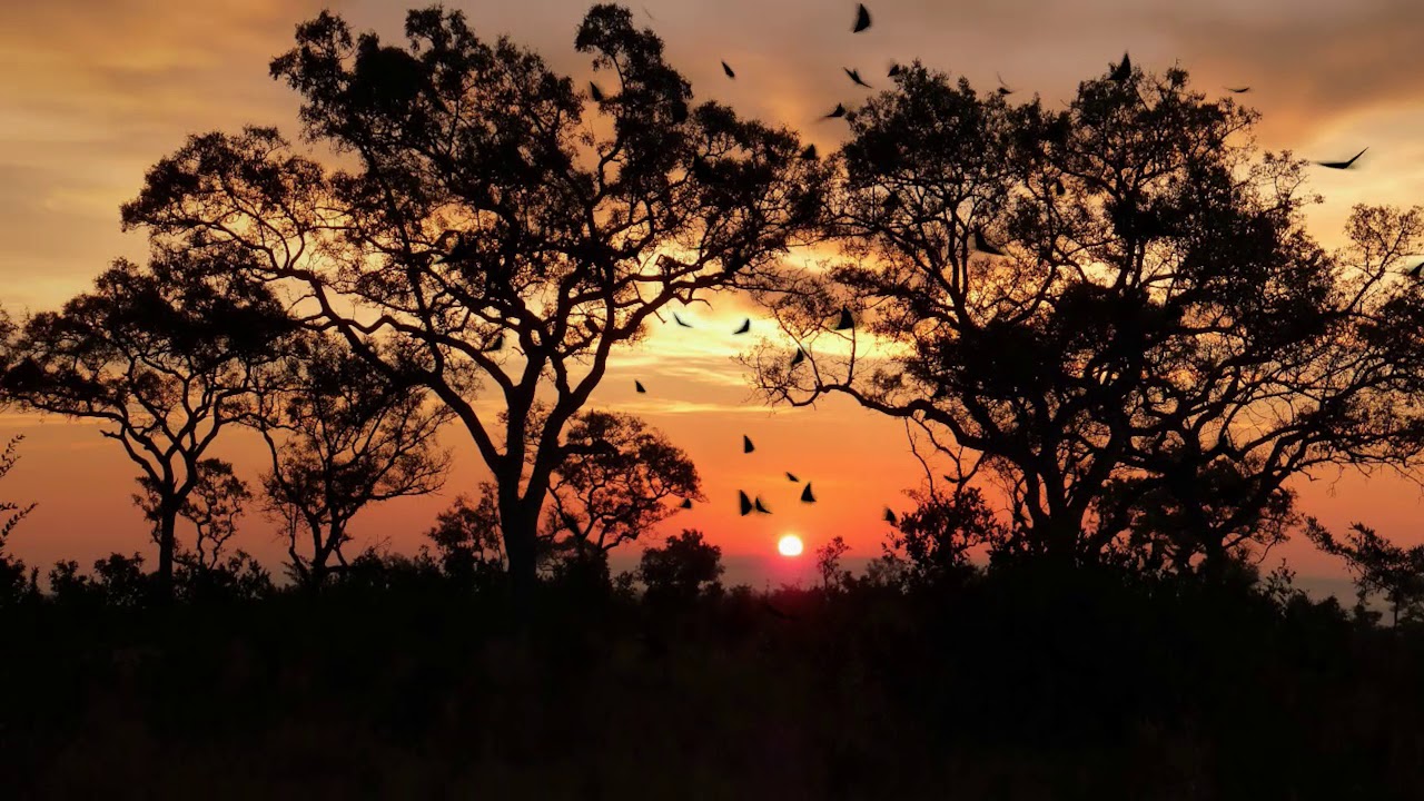 Flock of Birds animation tutorial - YouTube