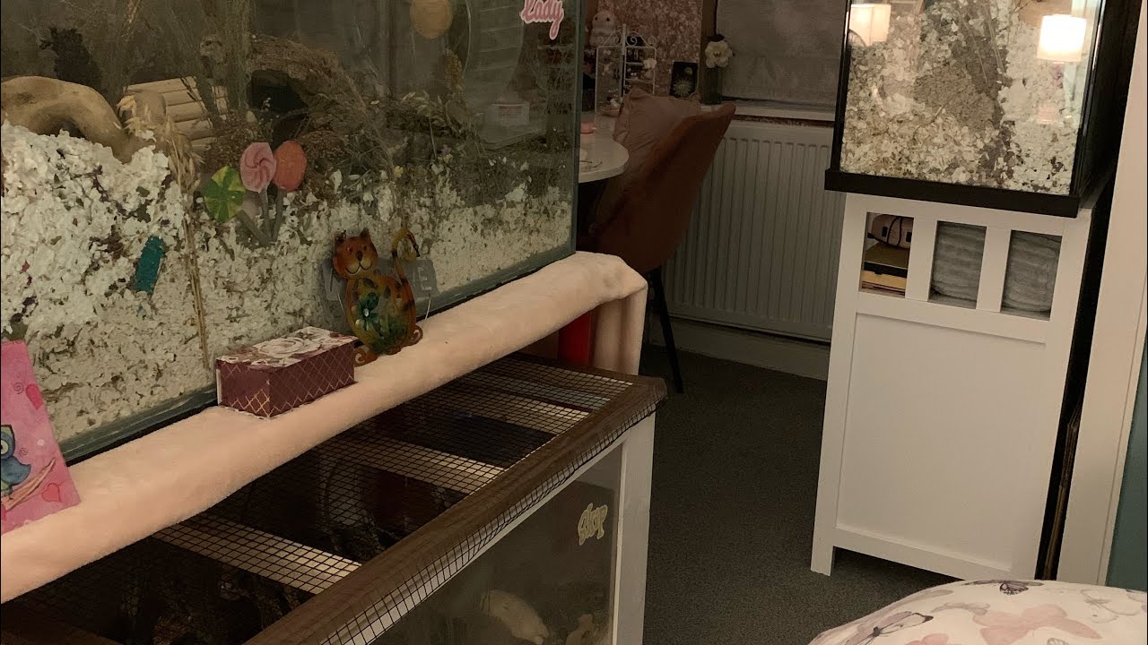 Night time routine & spot cleaning my hamster cages 🐹💗 (real time ...