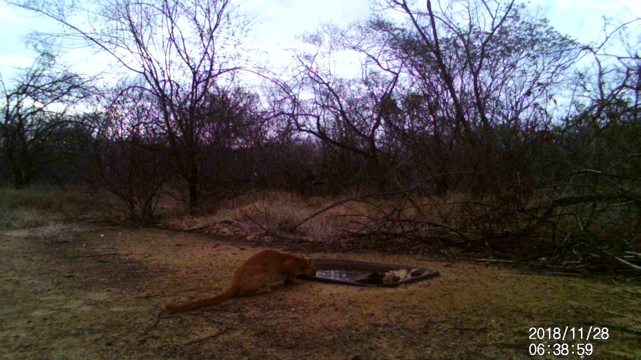 O Puma jaguarundi ou gato vermelho da caatinga - YouTube