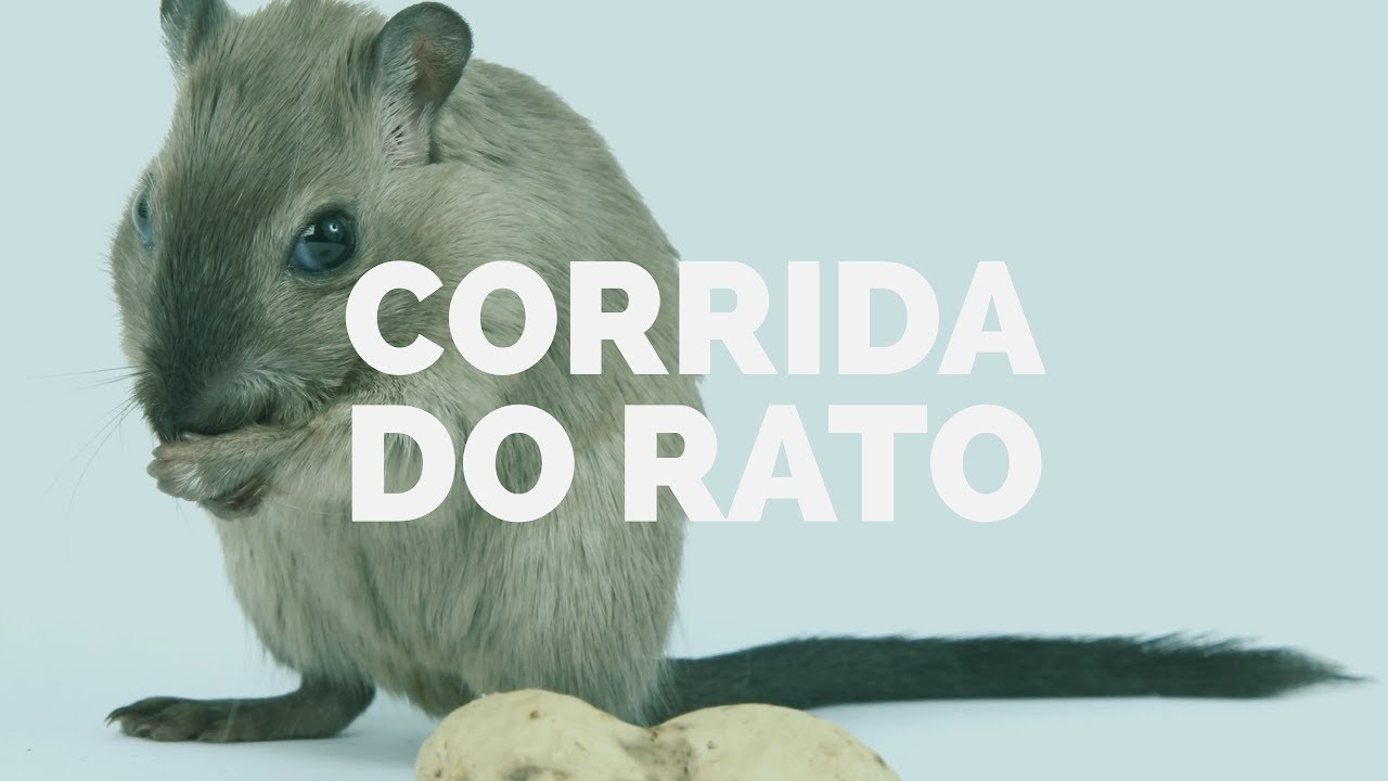 CORRIDA DO RATO - YouTube