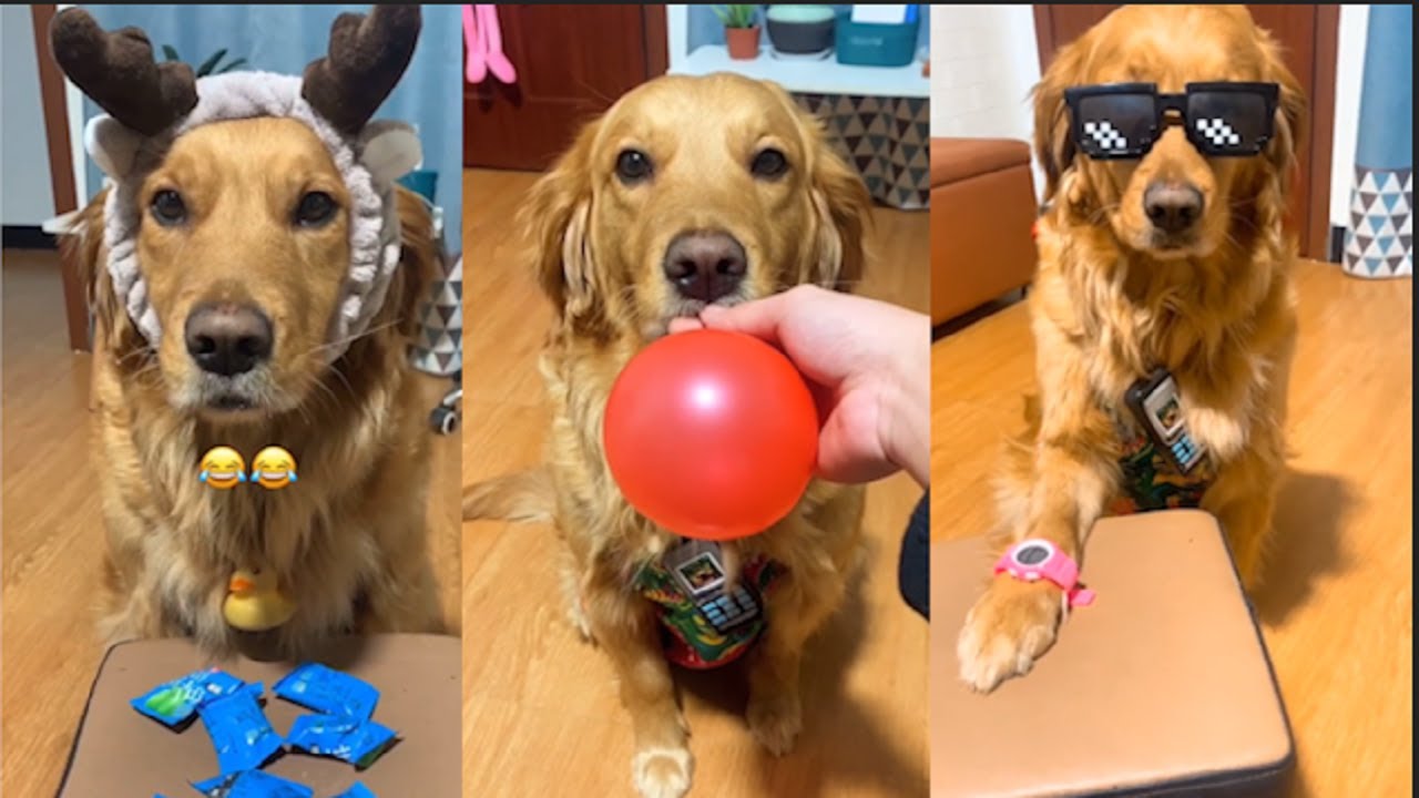 Tik Tok Pet videos funny 2020 | Animals of Tik-Tok - YouTube
