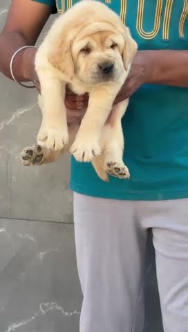 heavy bone Labrador pups available 9808029581 - YouTube