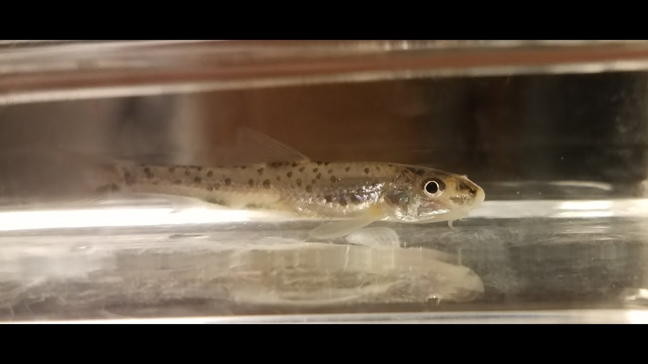 Nebraska - Micro Fishing and Dip Netting - YouTube