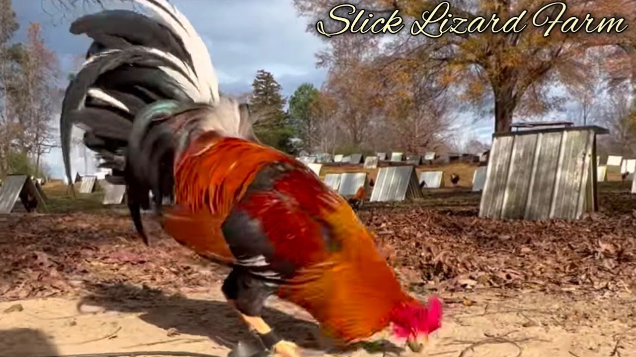 Sweater Kelso - SLICK LIZARD FARM - YouTube