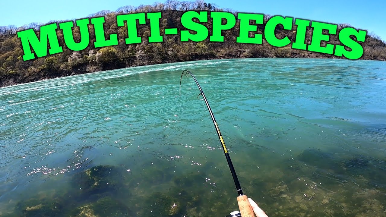 Multi-Species fishing the NIAGARA RIVER - YouTube